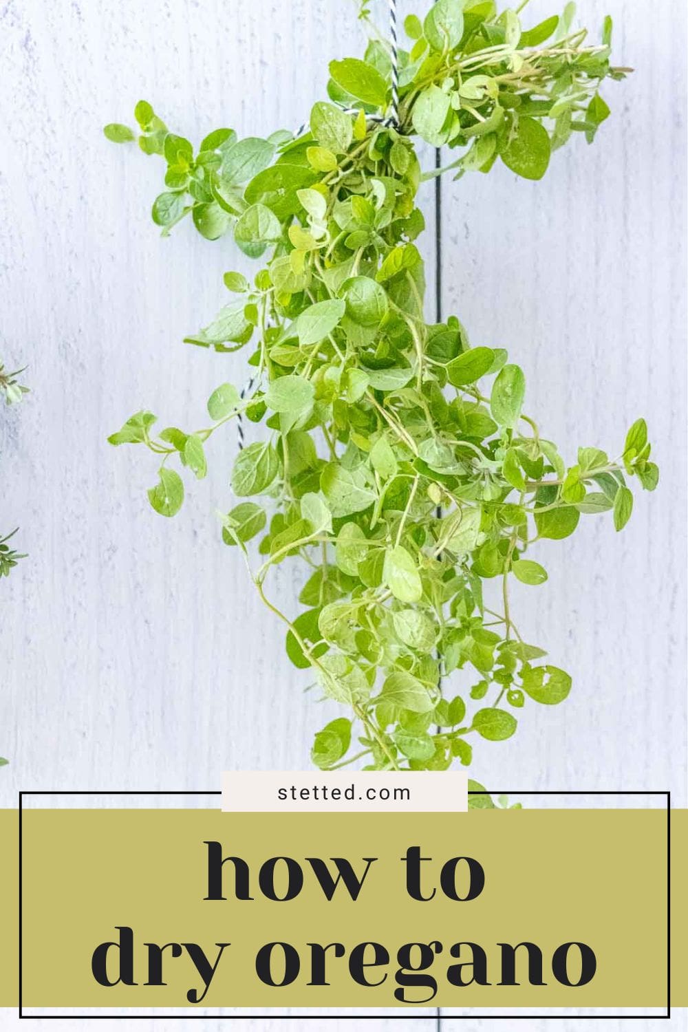 How to Dry Oregano - stetted